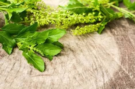 Khasiat Daun Ruku-Ruku - materi makan buah dan sayur