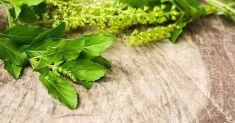 Khasiat Daun Ruku-Ruku - materi makan buah dan sayur