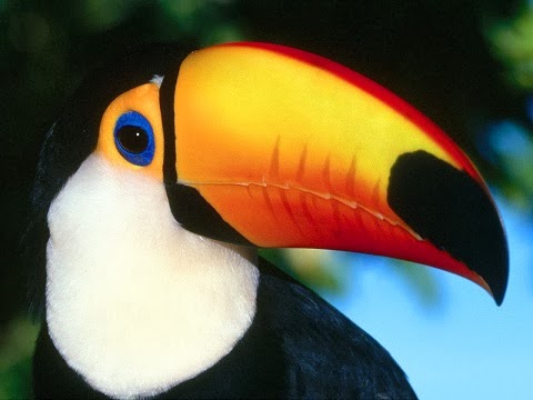 El Tucán Ave Adorada