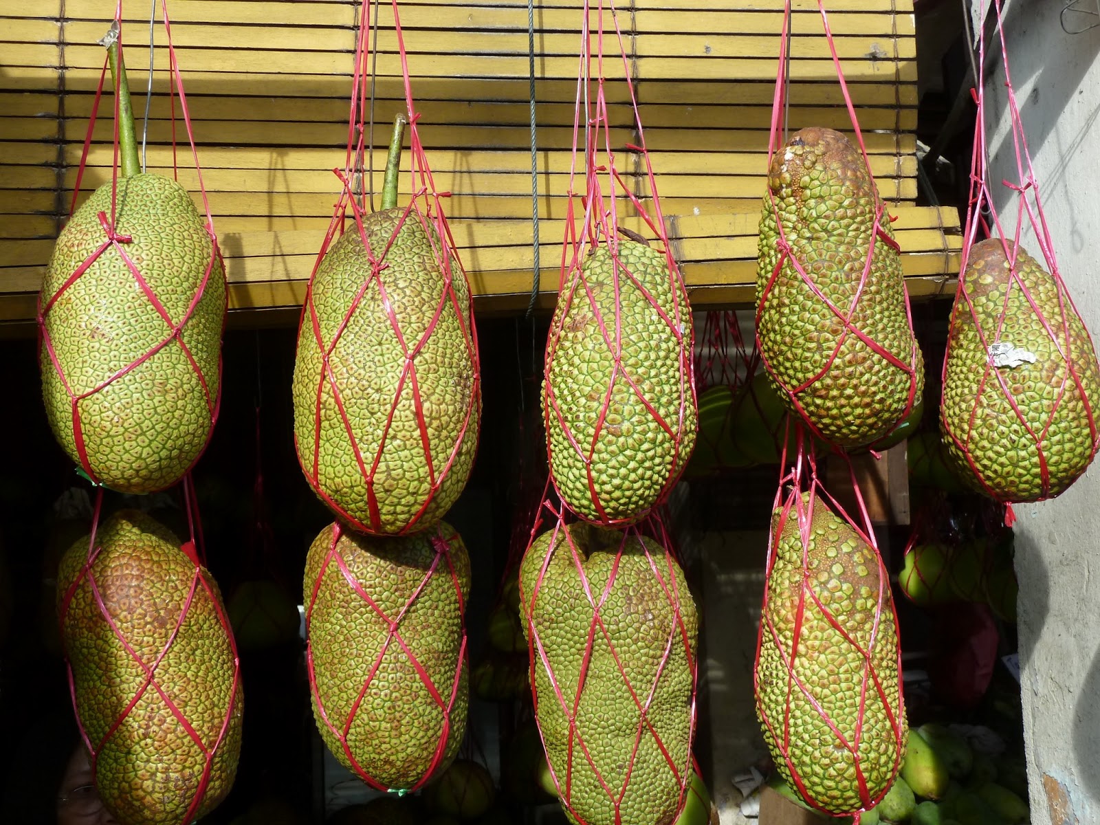 A Thousand Reasons: Sweet Fruits, Rough Skins. Which Do I Pick?