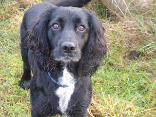 Dog Blog: Ozzy and all the black dogs, chasing crows and splashing about