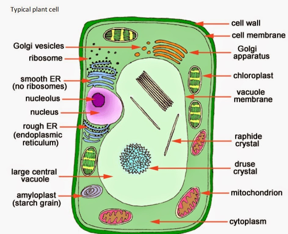 CLASS 9 BIOLOGY Solved Test Paper THE FUNDAMENTAL UNIT OF LIFE class-9-biology-solved-test-paper-the-fundamental-unit-of-life