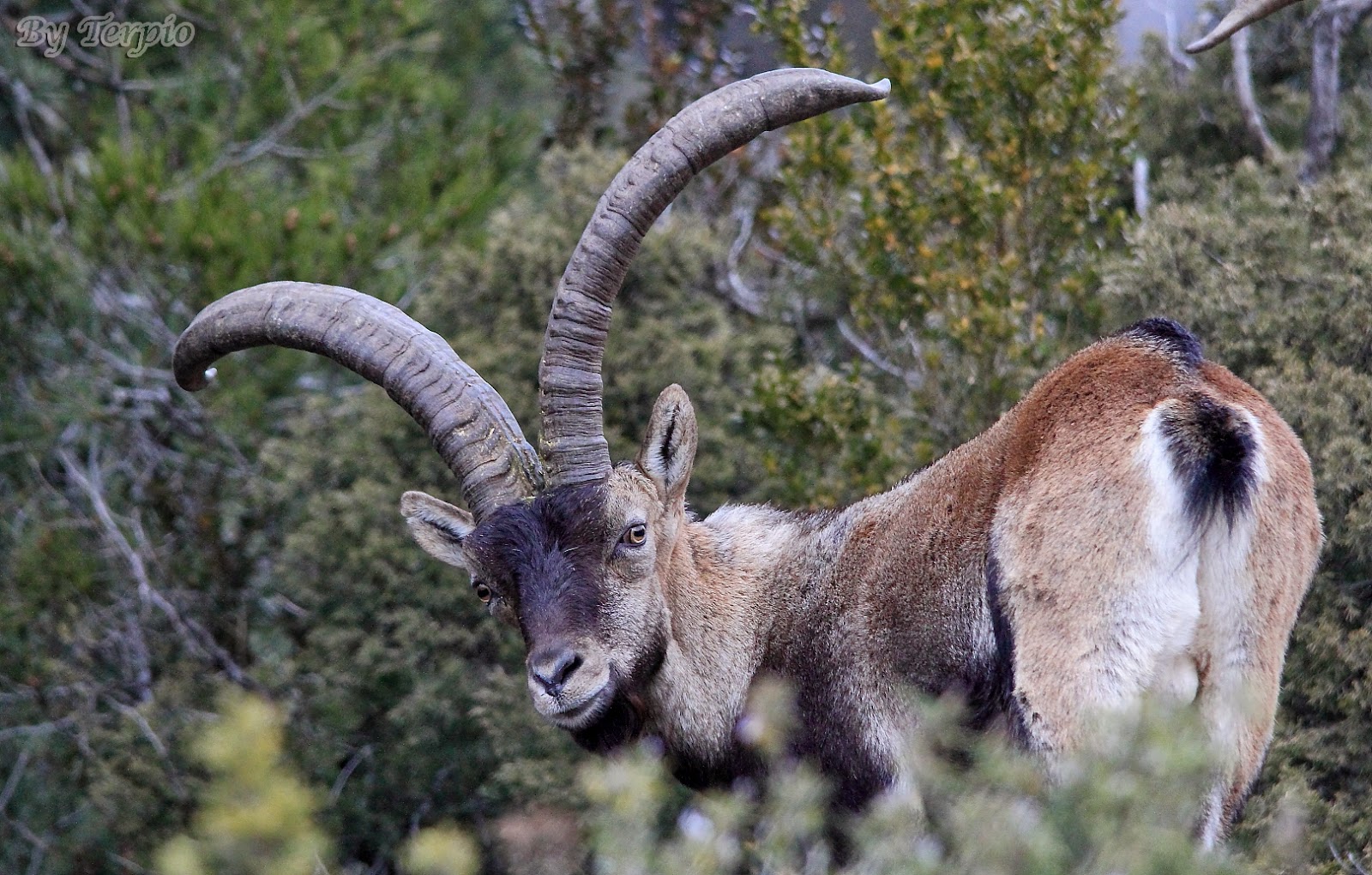 Viajes, Salidas, Naturaleza, (Fotografía).: Cabra Montés (Capra Pyrenaica).