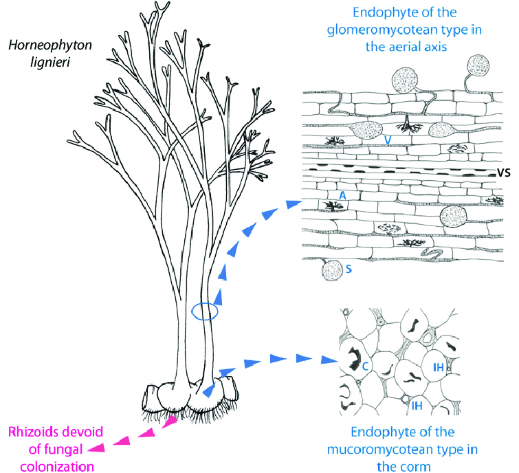 BIOLOGIA PARA A VIDA : abril 2022
