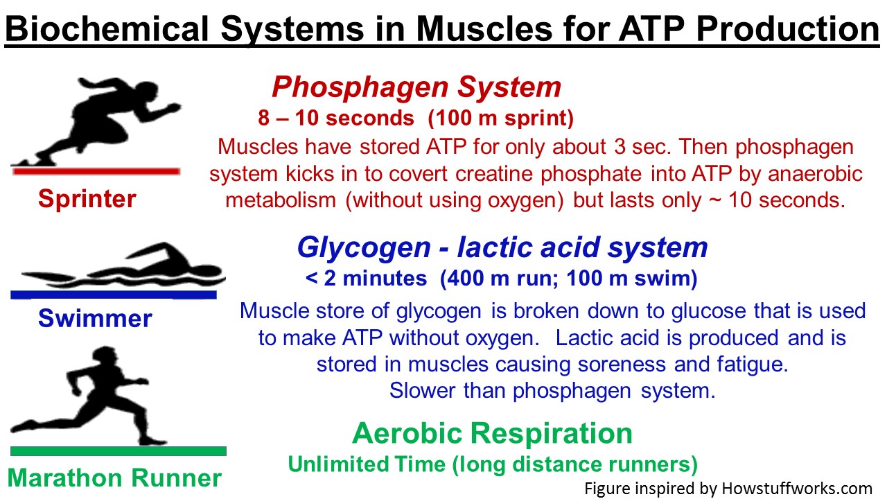 EXAMS AND ME : Phosphagen System