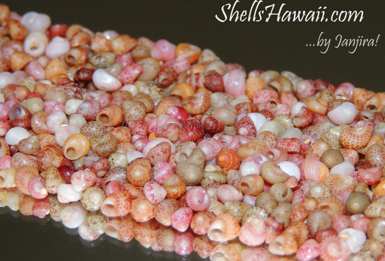 ShellsHawaii ...by Janjira: Kahelelani shells