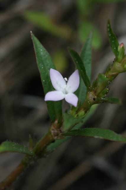 Native Florida Wildflowers: Virginia buttonweed - Diodia virginiana