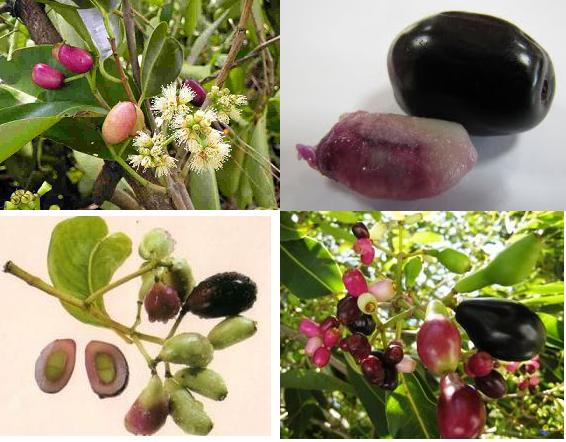 petanikota: Manfaat Jamblang/Duwet