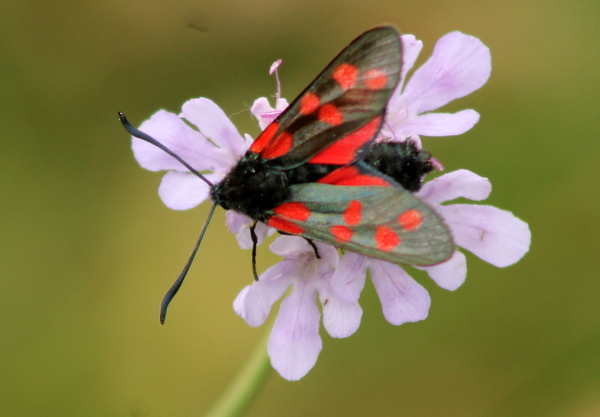 Above the River: Things with wings