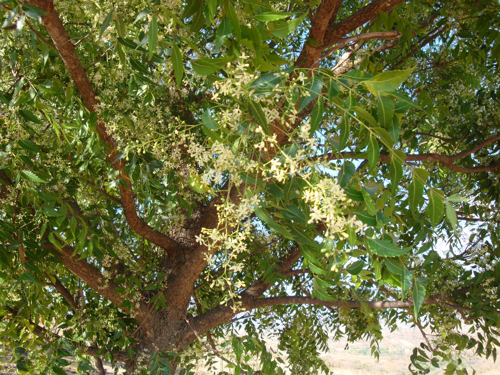 NIM: PRODUCCIÒN DE LA PLANTA "NEEM"