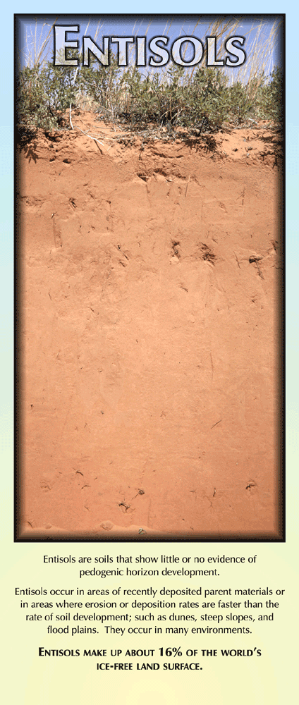 Whats Beneath Your Feet: Soil Taxonomy