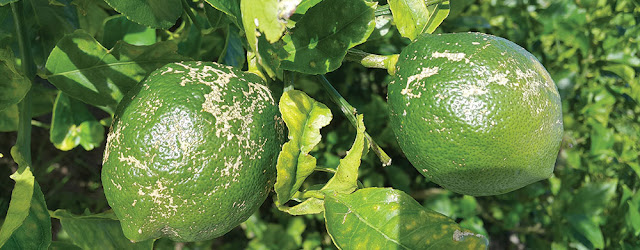 Citrus Enthusiast: Common Citrus Diseases & Pests