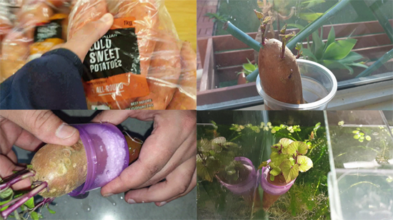 Grow Sweet Potato in Aquarium, No CO2, No Ferts