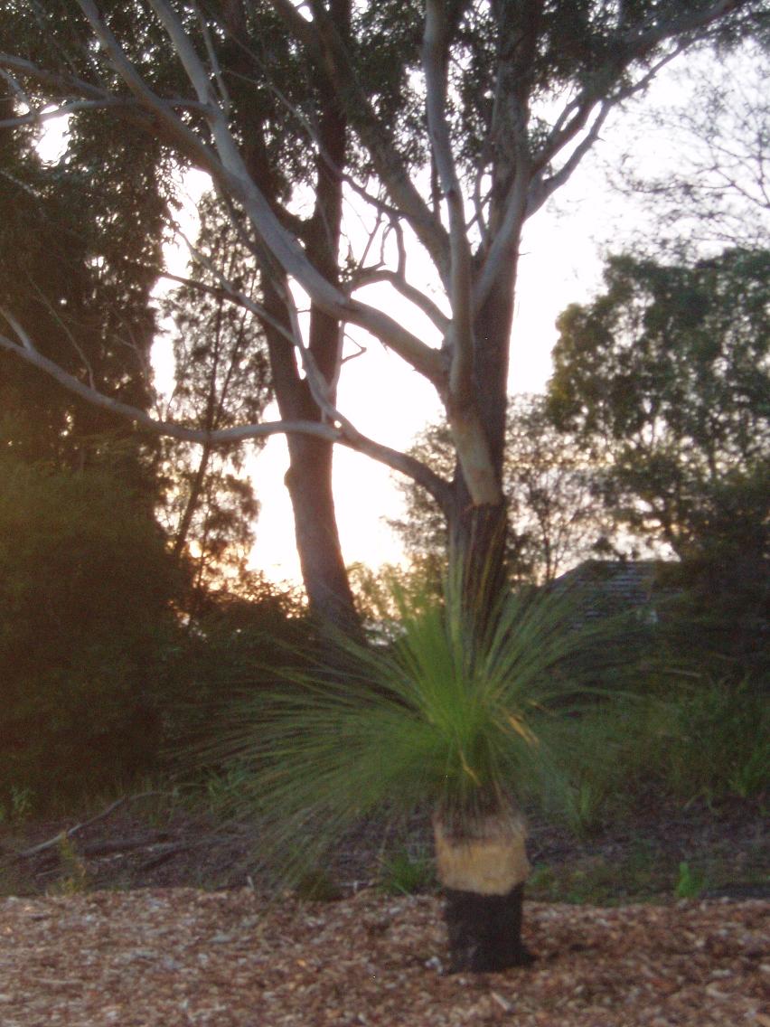 Try growing: grass trees | Growing Illawarra Natives