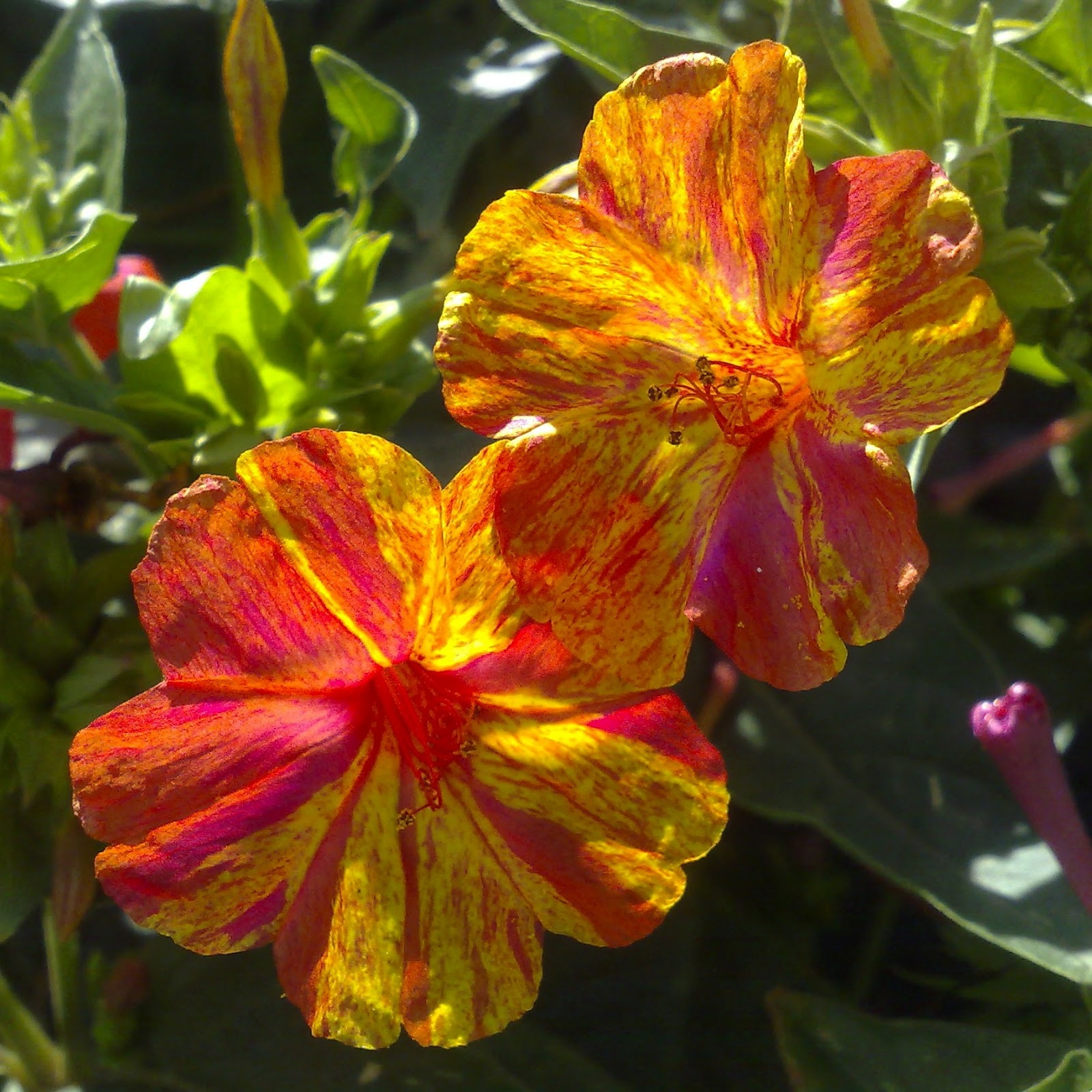 MALINALLI · herbolaria médica: JALAPA, MARAVILLA O MARAVILLA DEL PERÚ ...