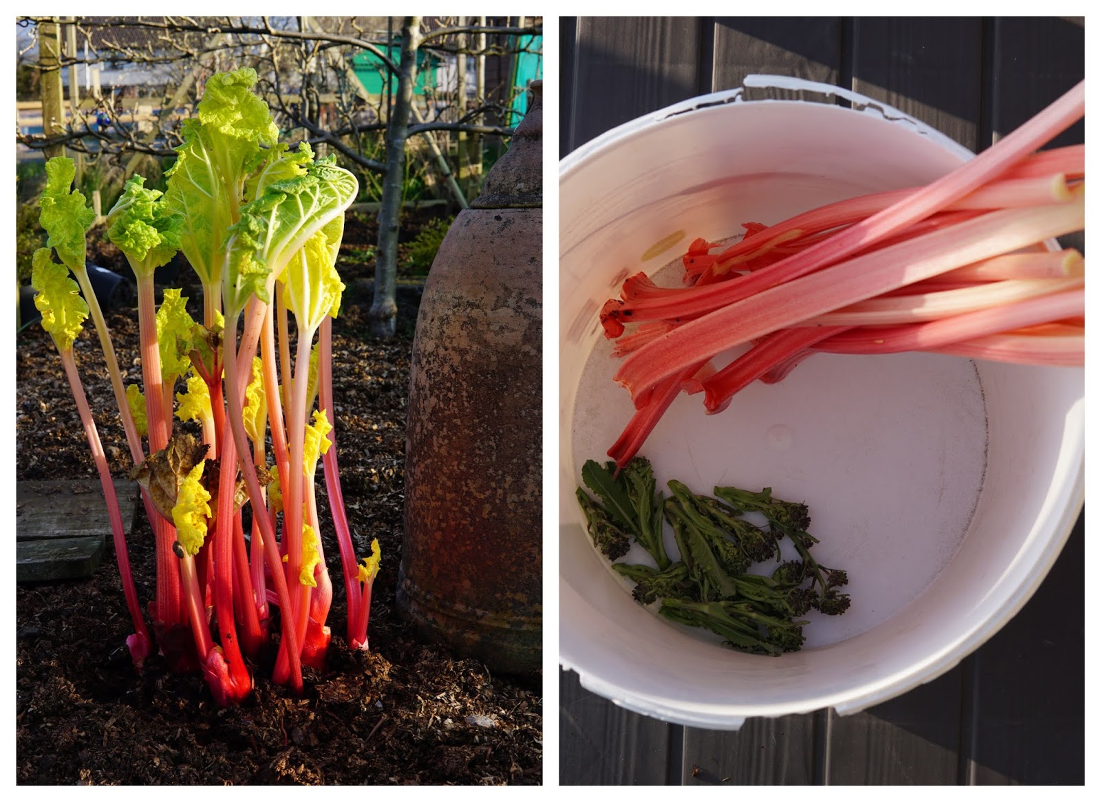 A Stubborn Optimist ~ An Ecotherapy blog