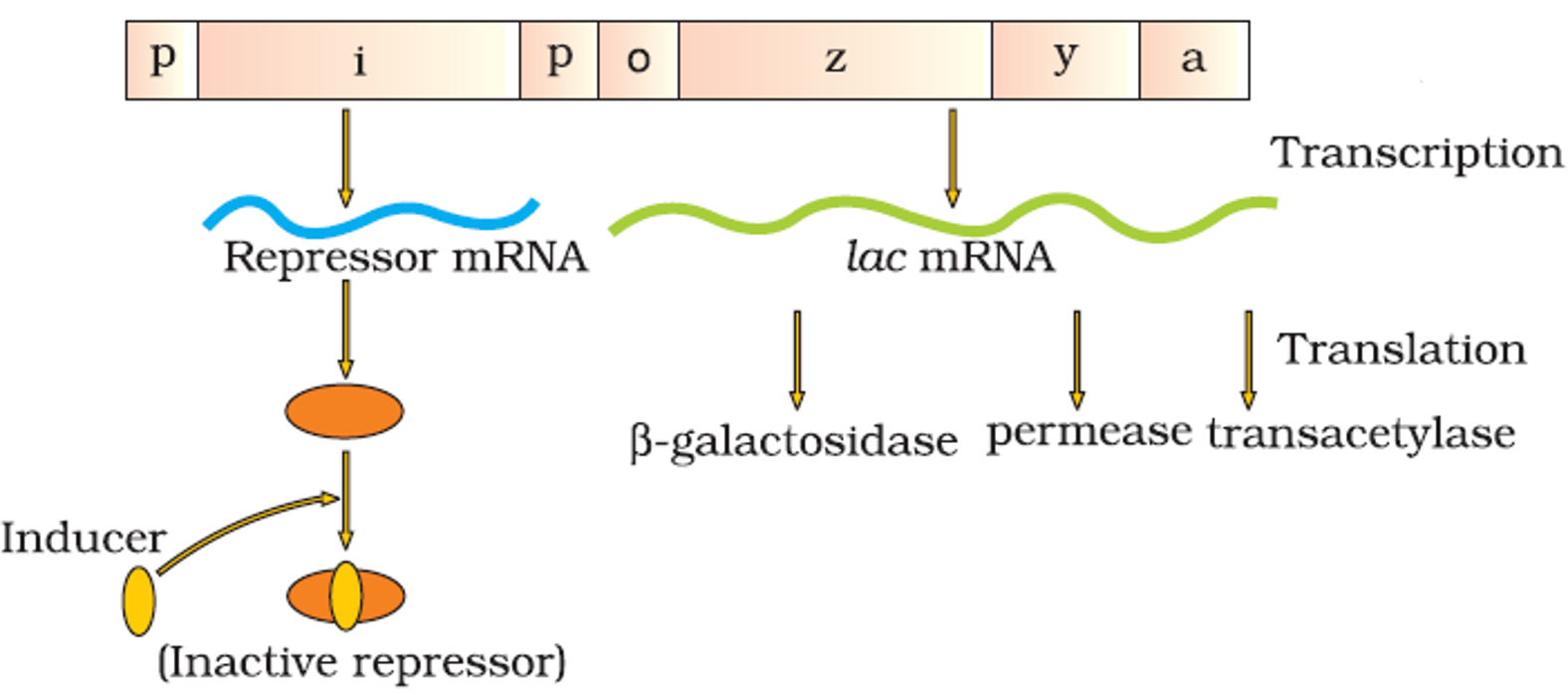 Molecular Basis of Inheritance | Class 12 | Previous Years Questions ...