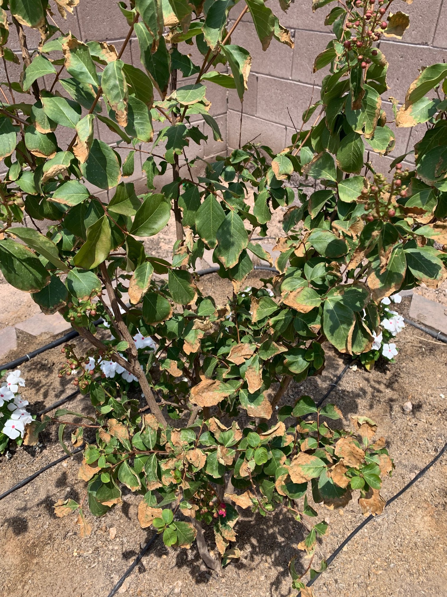 Xtremehorticulture of the Desert: Crape Myrtle Can Be Grown in Desert Soils