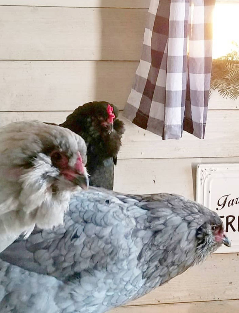 All about Roosting Bars in your Chicken Coop - Fresh Eggs Daily® with ...