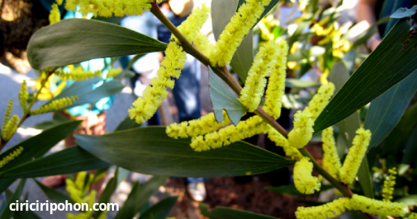Cari Tahu Tentang Tanaman Akasia Longifolia - Ciriciripohon.com