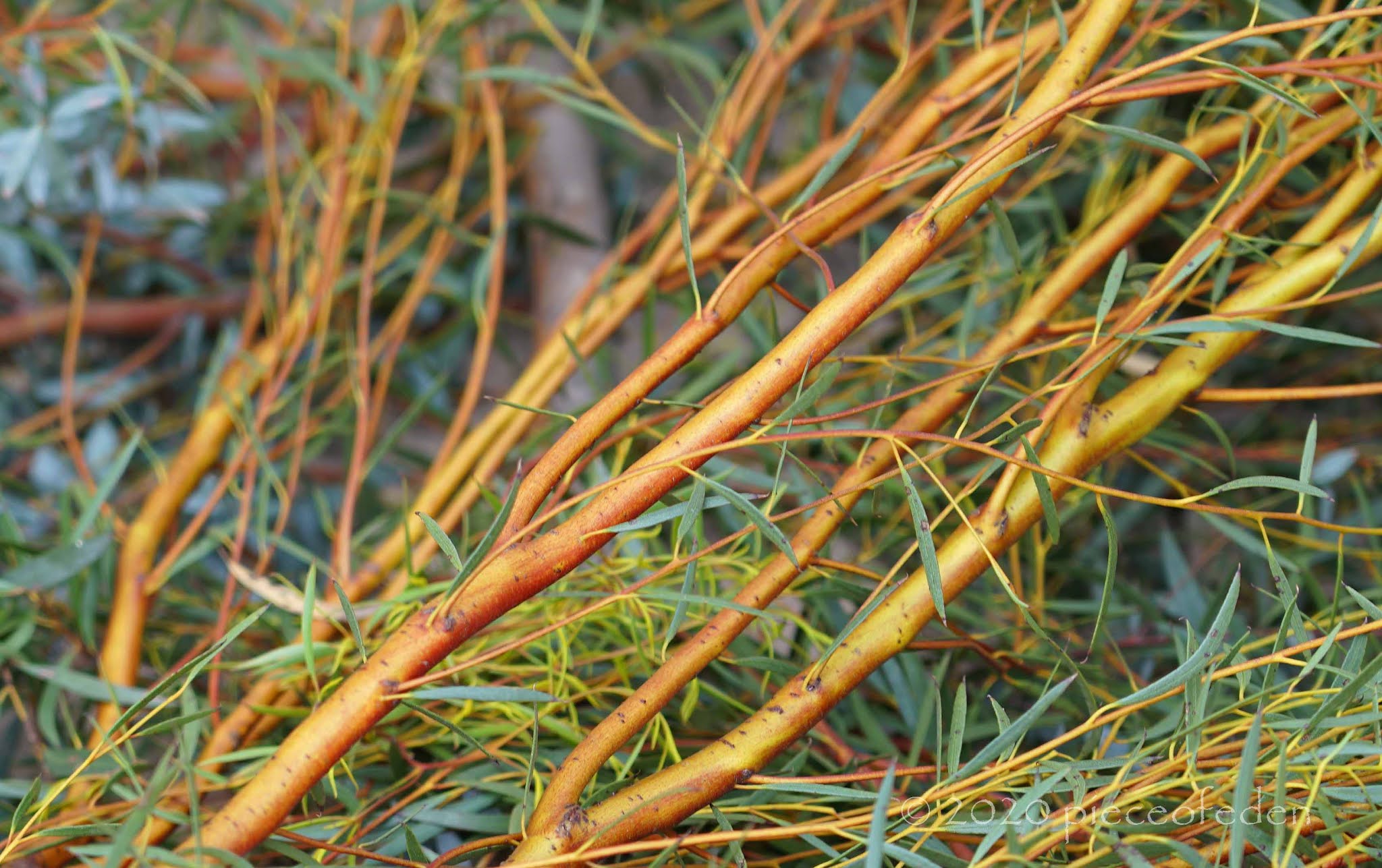 Eucalyptus 'Moon Lagoon' Five Years Later And Other Stuff
