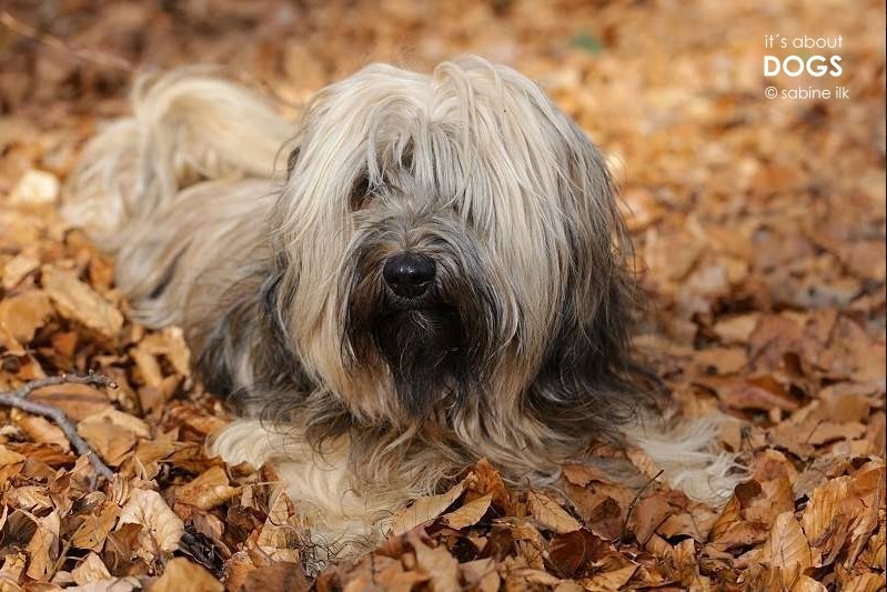 Die Trendsetter: Der Camouflage-Look - ABOUT DOGS AND CHIRU [Hundeblog]