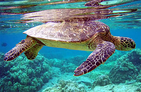 Penyu Hijau, Reptil Lautan yang Pandai Menyelam | RE Tawon