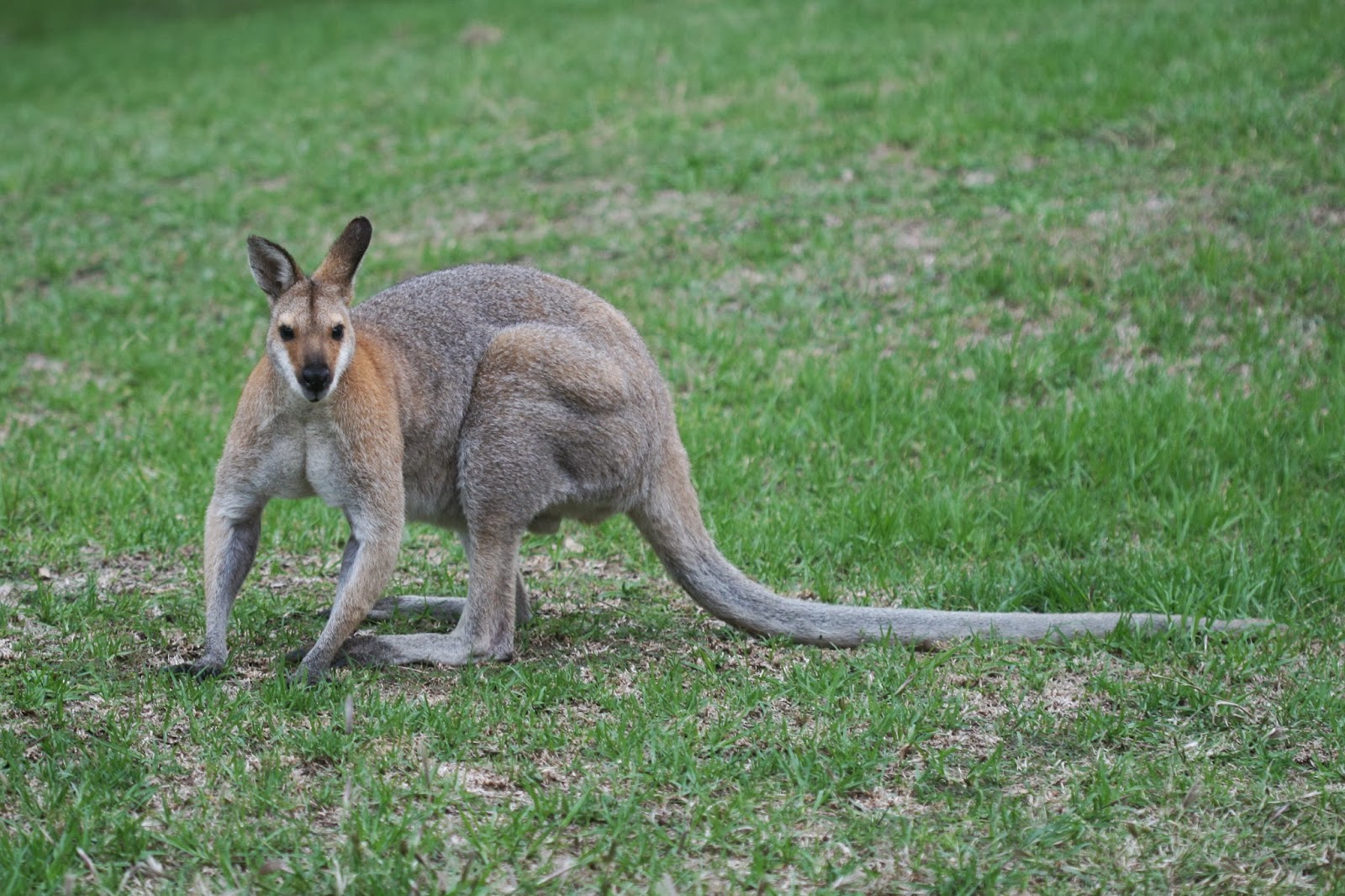 Macropus parryi | Animals Interesting Facts & Latest Pictures | Animals ...