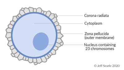 Jeff Searle: Sexual development and reproduction in human beings
