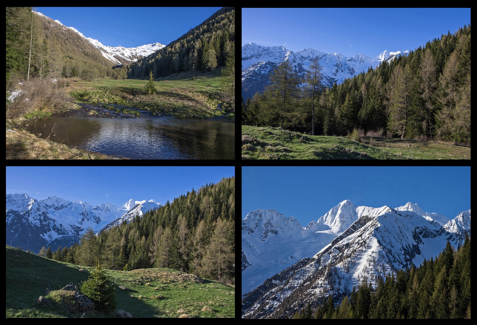 4 passi in Val di Sole: 100 e più mufloni in Val di Strino