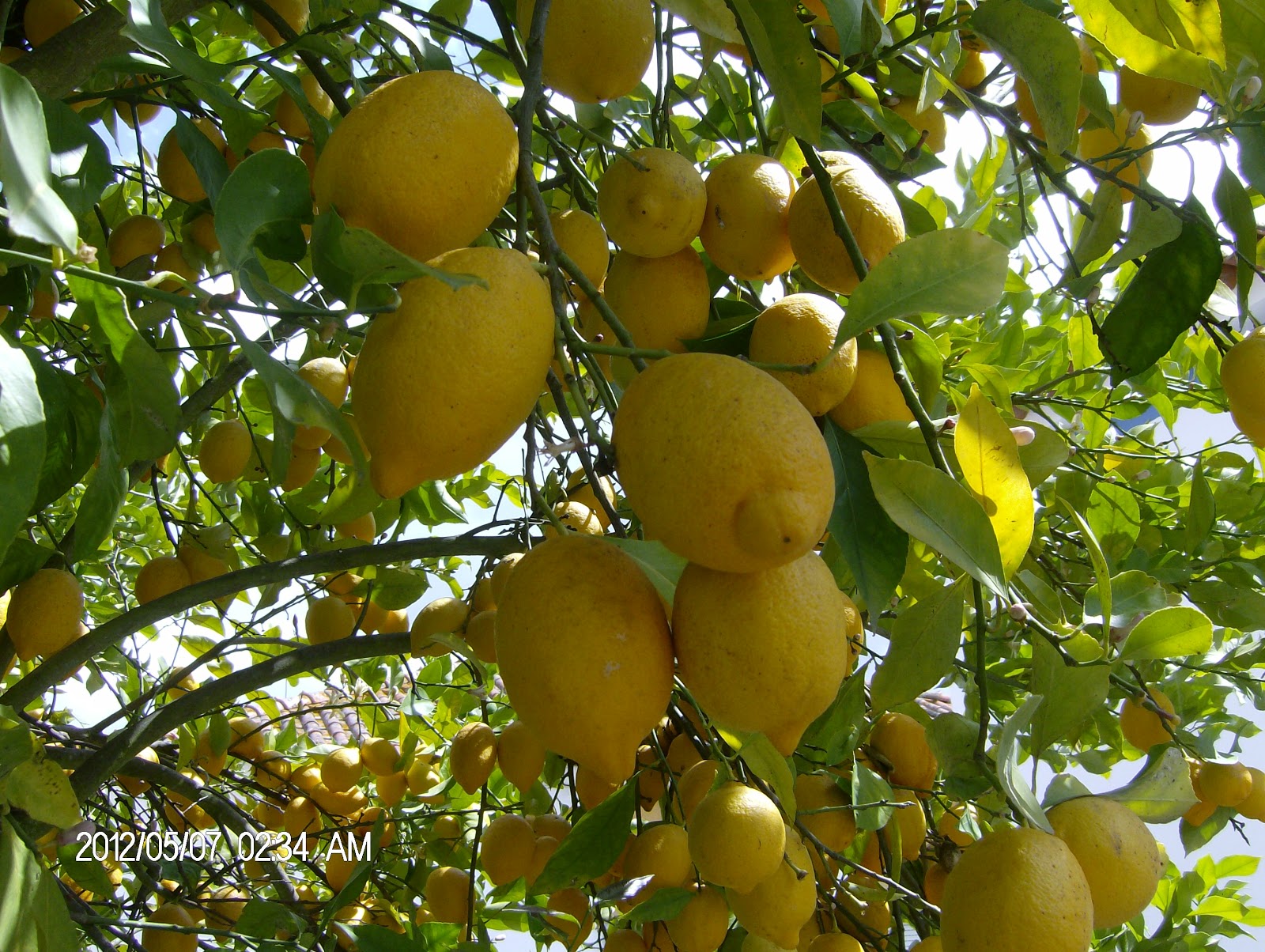 A HORTA DO JOÃO: Limoeiro