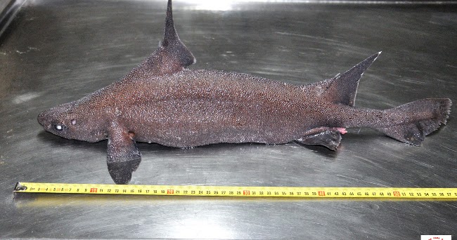 Tiburones en Galicia: Cerdo velero (Oxynotus paradoxus)