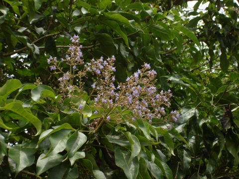 Cagayan De Oro Seedlers: Molave classified as 'Vulnerable' in the IUCN ...