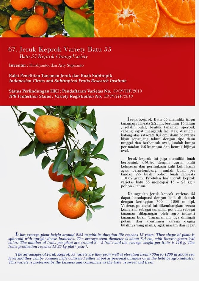 Jeruk Keprok Variety Batu 55 - Kelapkeliplampune