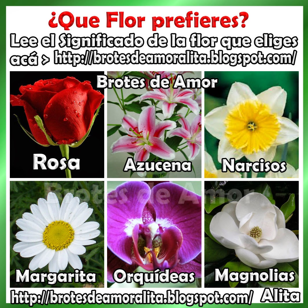 Brotes de Amor: 6 Flores con sus Significados