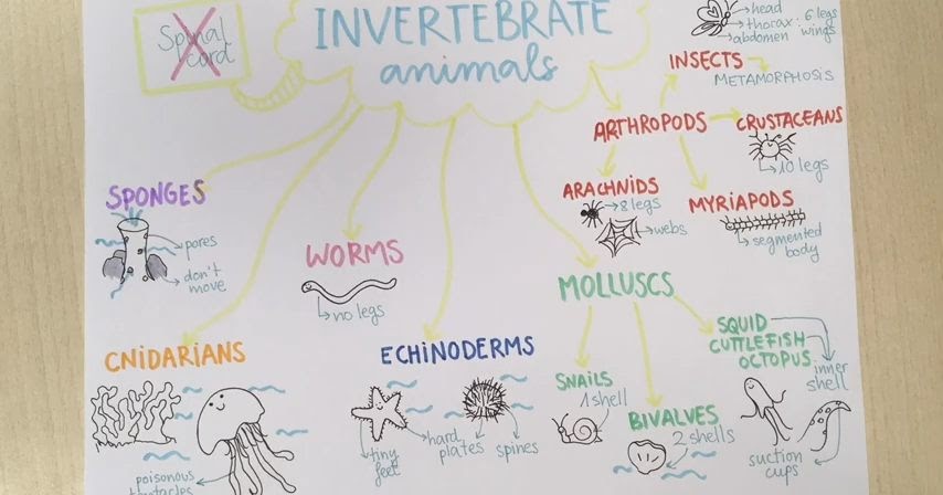 HG SCIENCE CORNER : INVERTEBRATES - ANIMATED DIAGRAM