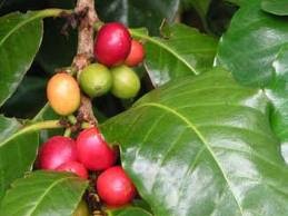 EL RINCON DEL CAFE: Lo basico del cafeto, cultivo despulpado y secado