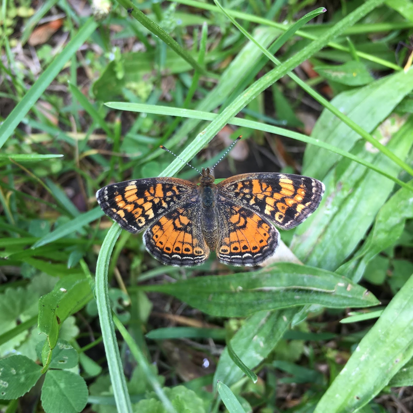 Butterfly: Photo + Video