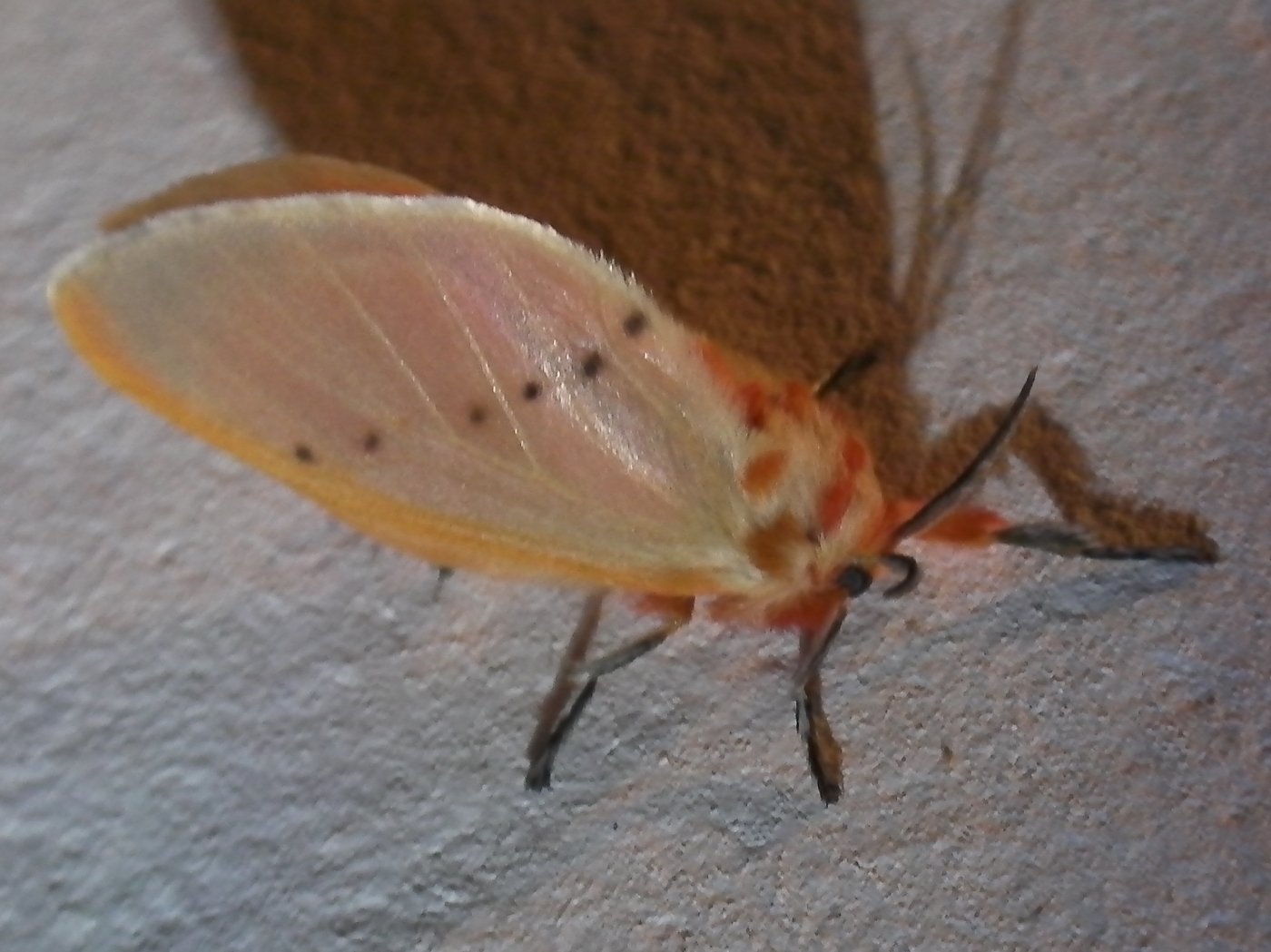 Quaoar Power Zoo: Megalopygidae: Trosia sp.