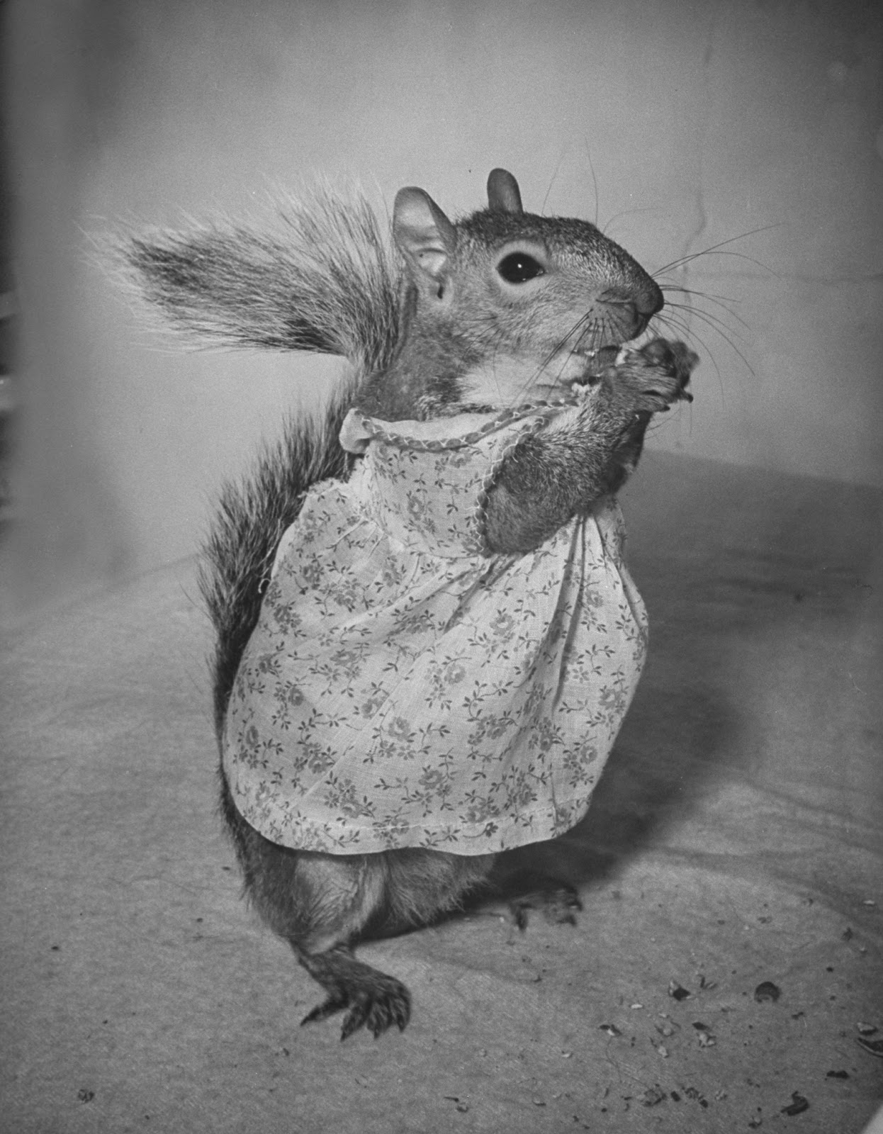 15 Interesting Vintage Portraits of Tommy Tucker, a Squirrel that ...
