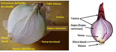 Sobre esto y aquello: ¿Por qué los ajos enteros no huelen?