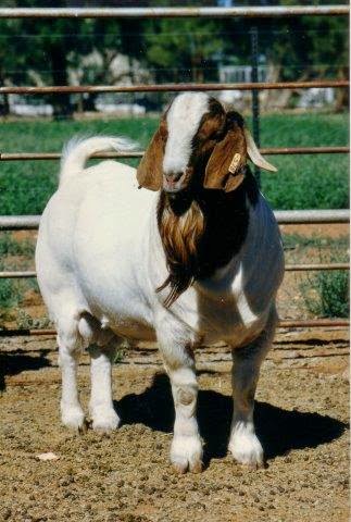 Margaret Muir : The Boer Goat – its history, its features and qualities