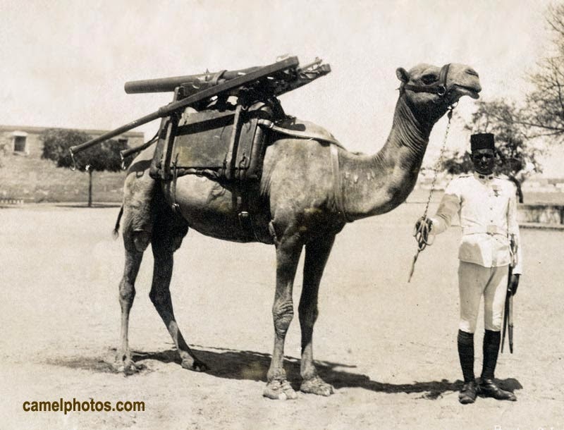 Bactrian Camel v Shire Horse - Page 2 - Carnivora