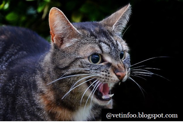 10 MOST COMMON CAT DISEASES