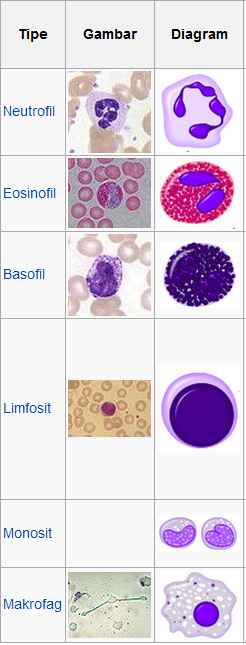Blog Mahasiswa: Sel Darah Putih ( Leukosit )