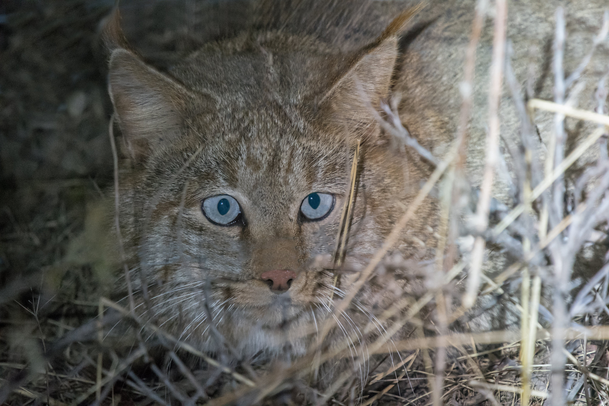 Zoology Jottings: Chinese Mountain Cat: New research indicates it is a ...