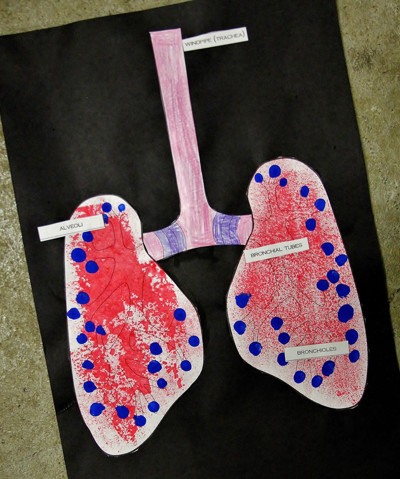 The Fantastic Five: Breathe In, Breathe Out... (Respiratory System ...