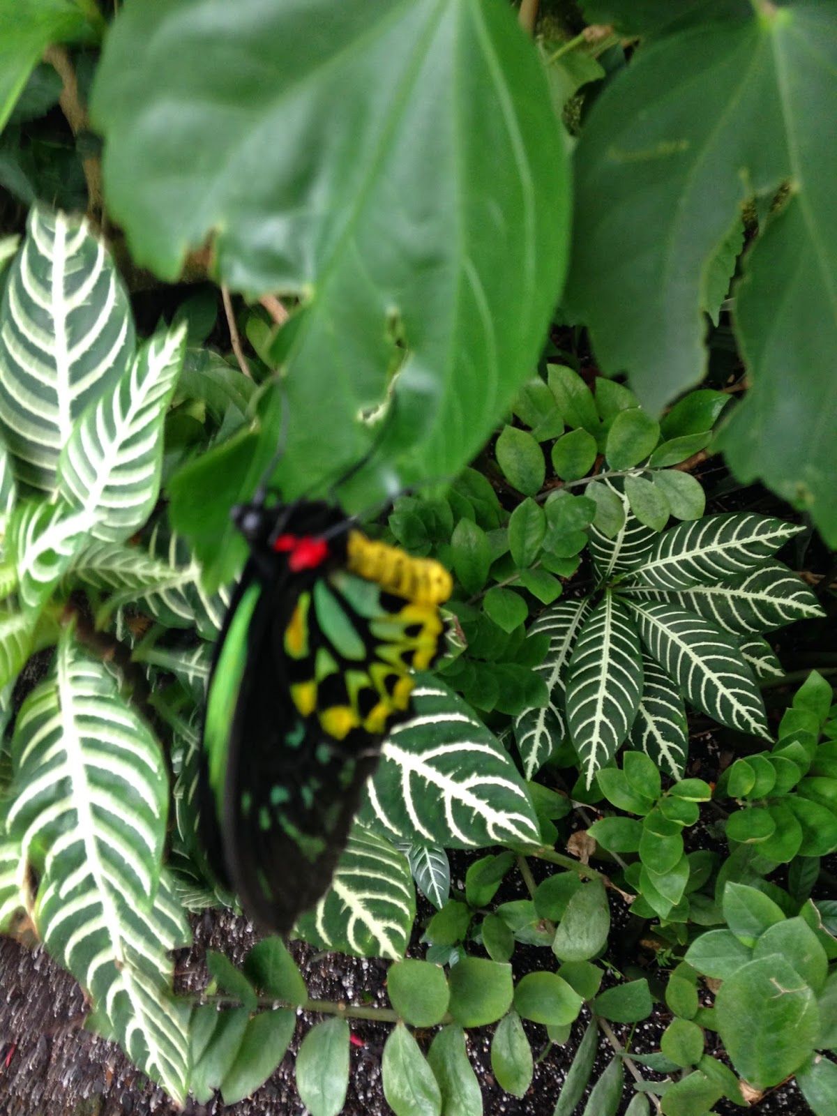 Colorado School of English: The Butterfly Pavilion!
