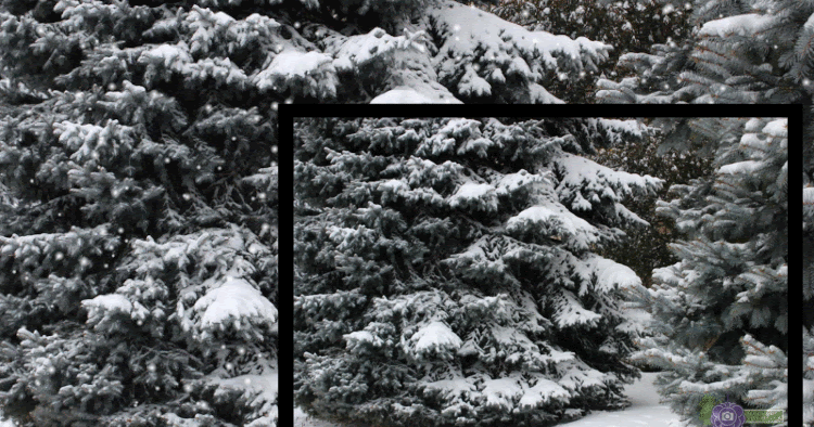 SCG Niagara: Winter Series | Falling-Snow-Effect on a Few Photos I Took ...