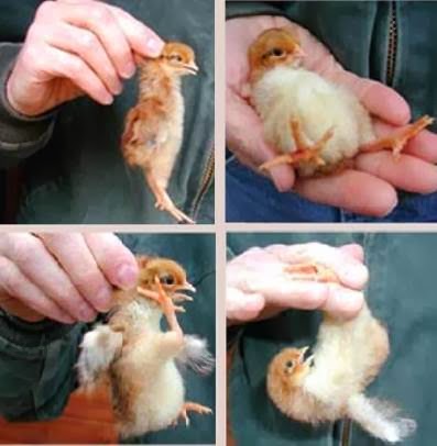 Cara Membedakan Jenis Kelamin Anakan Ayam Bangkok - JUAL AYAM BANGKOK SUPER